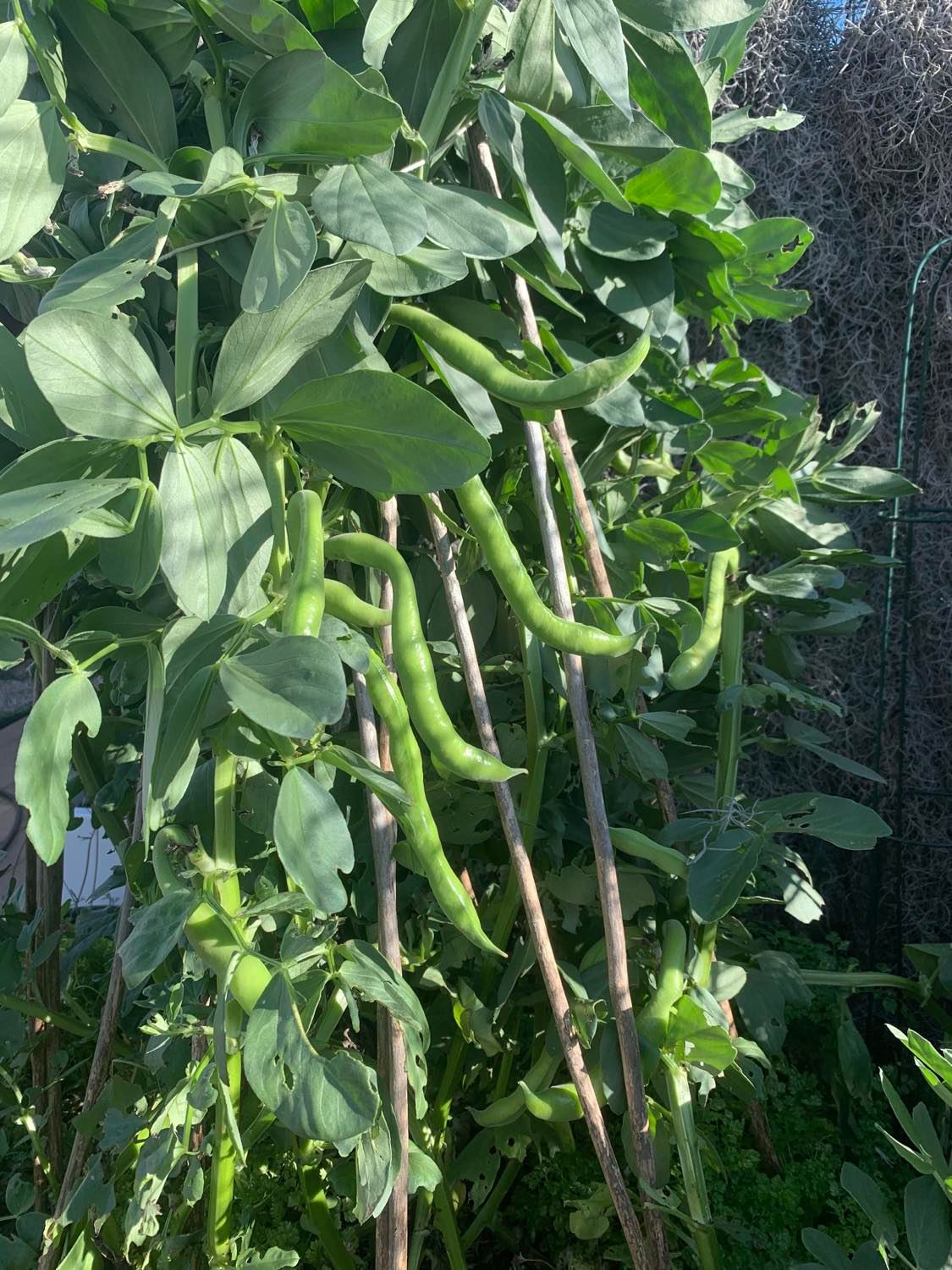Broad Bean – Seed Savers Connect