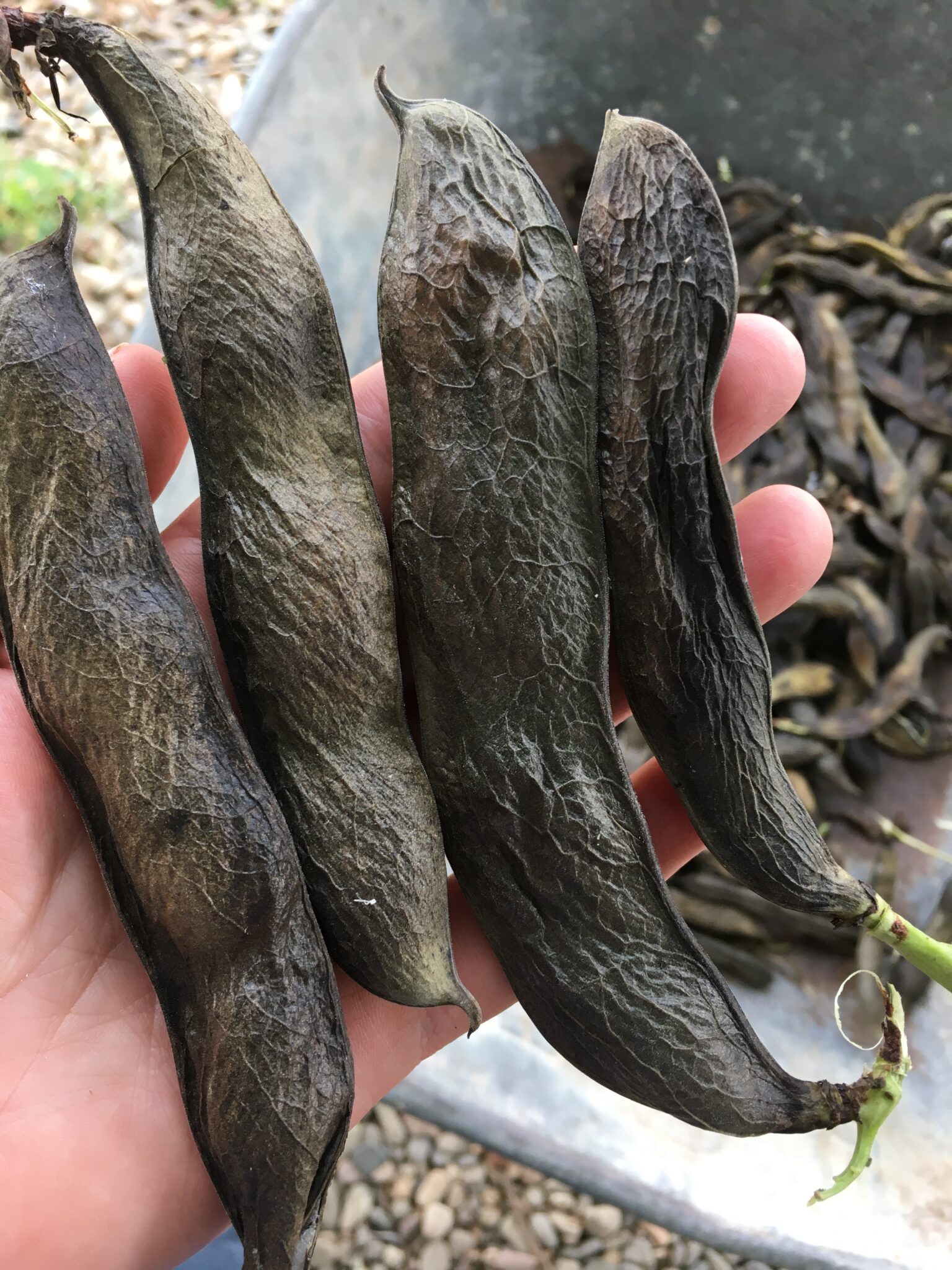 Broad Bean – Seed Savers Connect