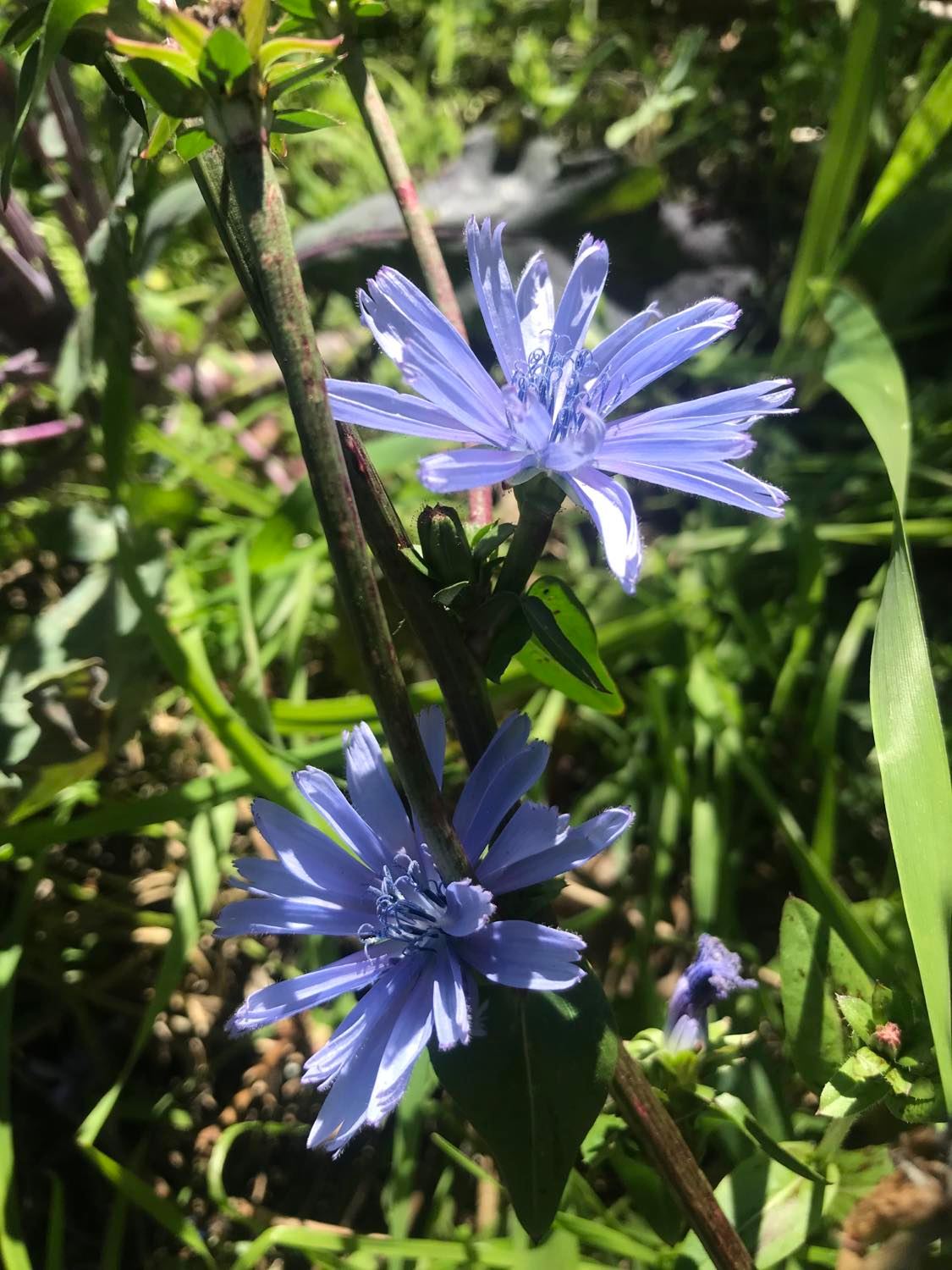 Chicory – Seed Savers Connect