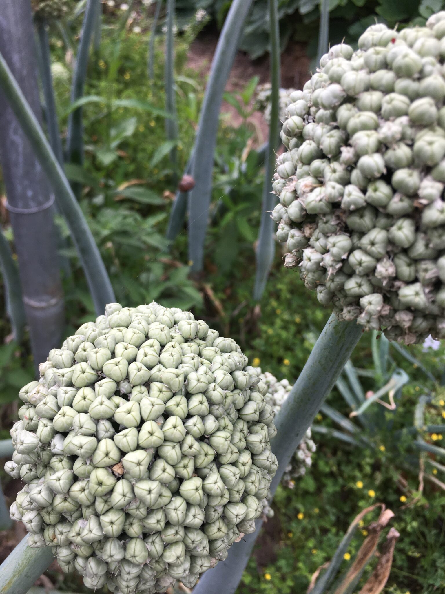 Onion – bulbing – Seed Savers Connect