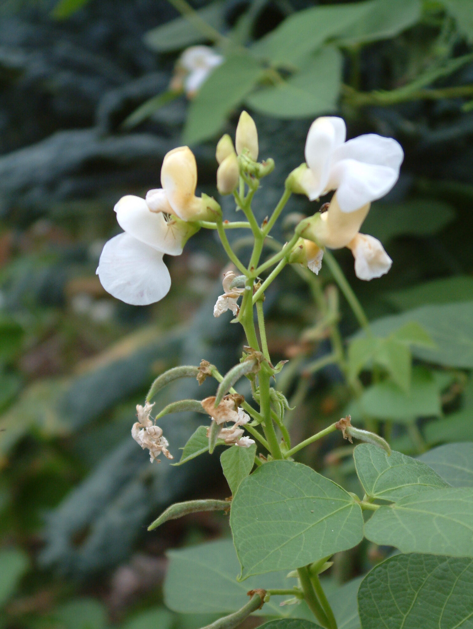 Runner Bean – Seed Savers Connect