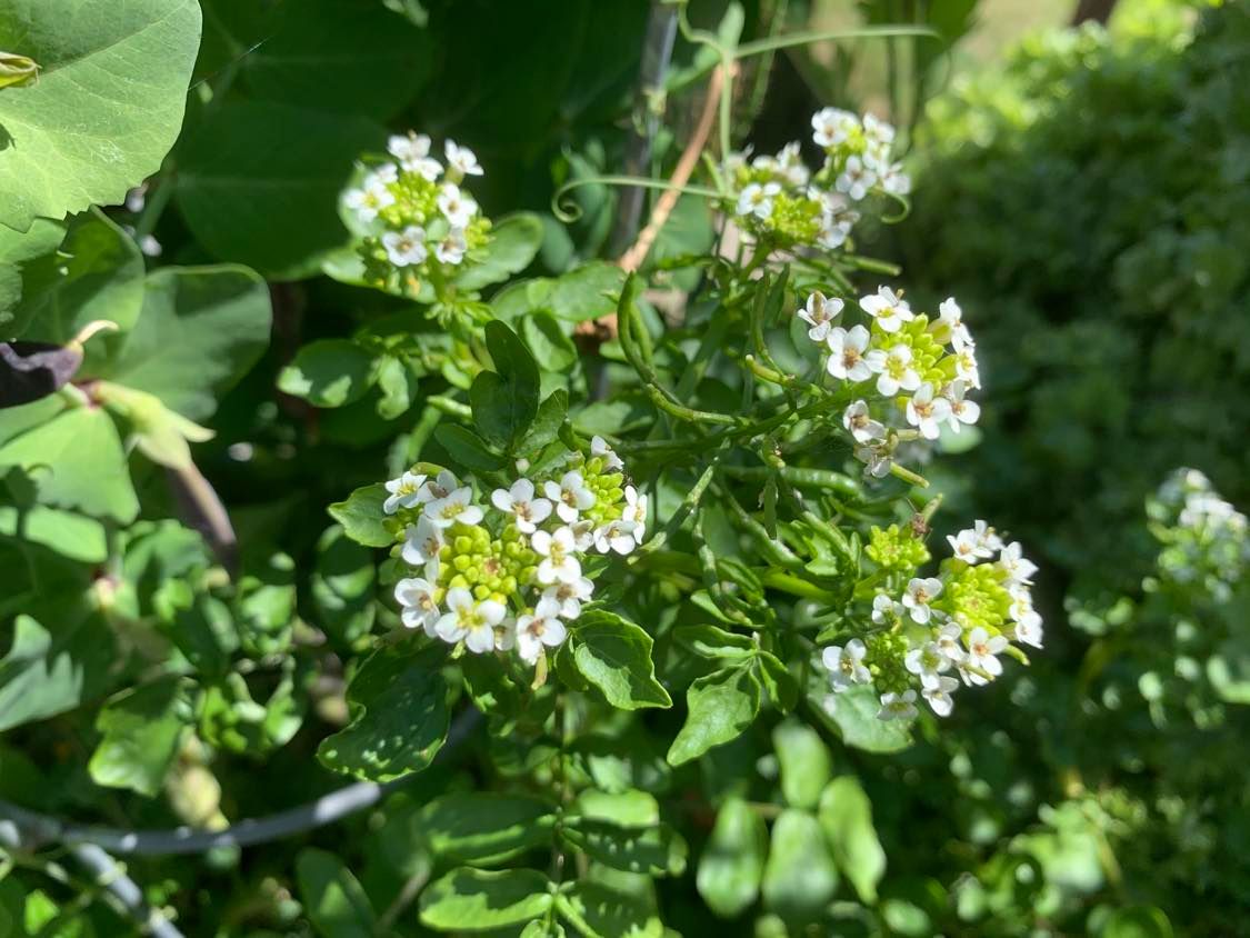 Water Cress – Seed Savers Connect