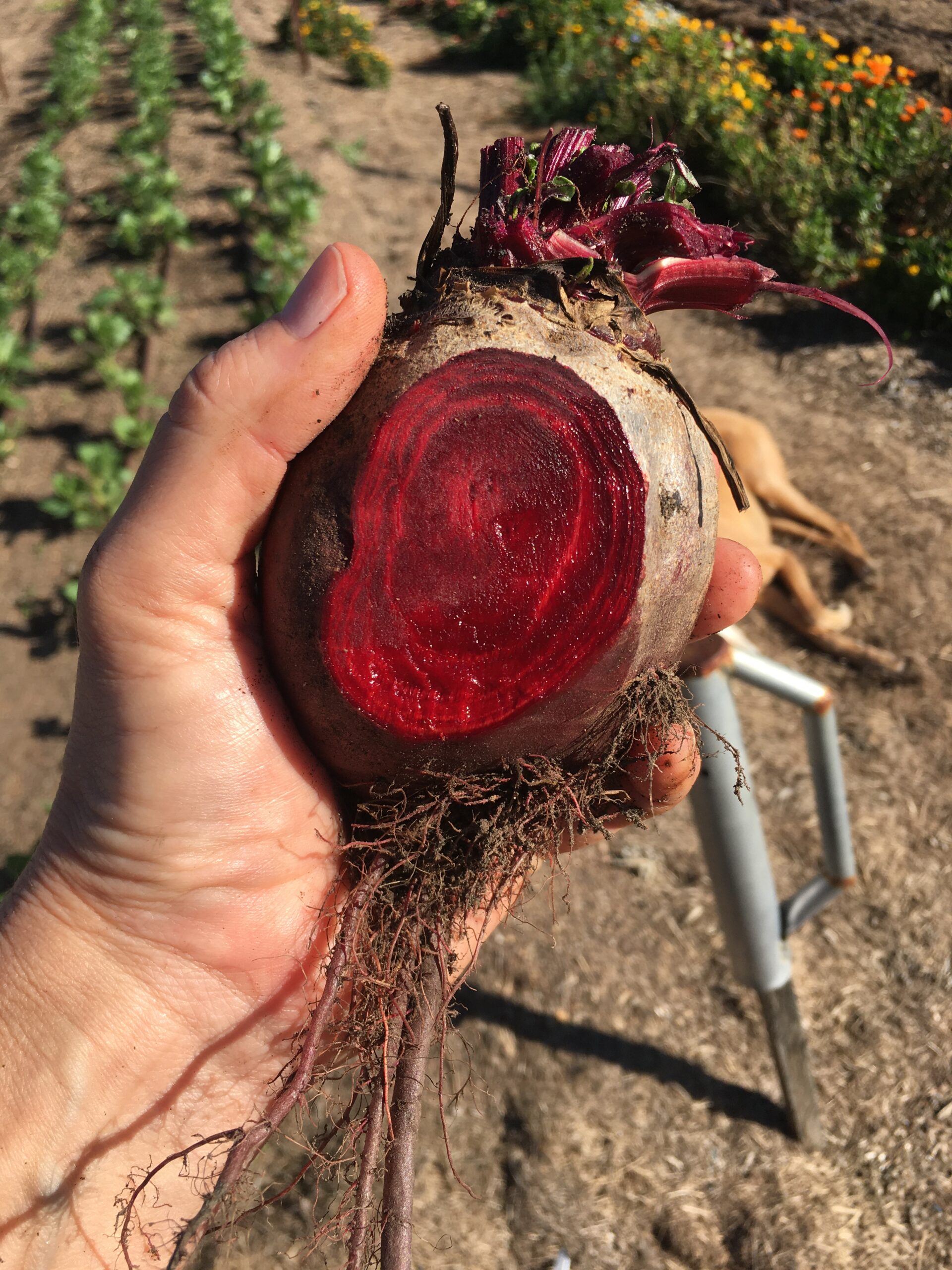 Beetroot & Silverbeet – Seed Savers Connect