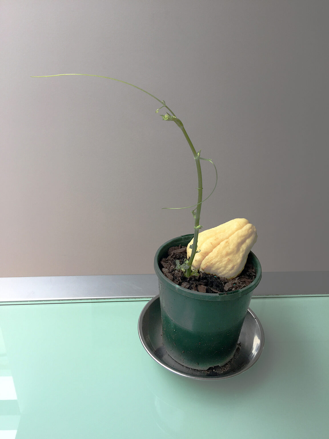 Choko – Seed Savers Connect