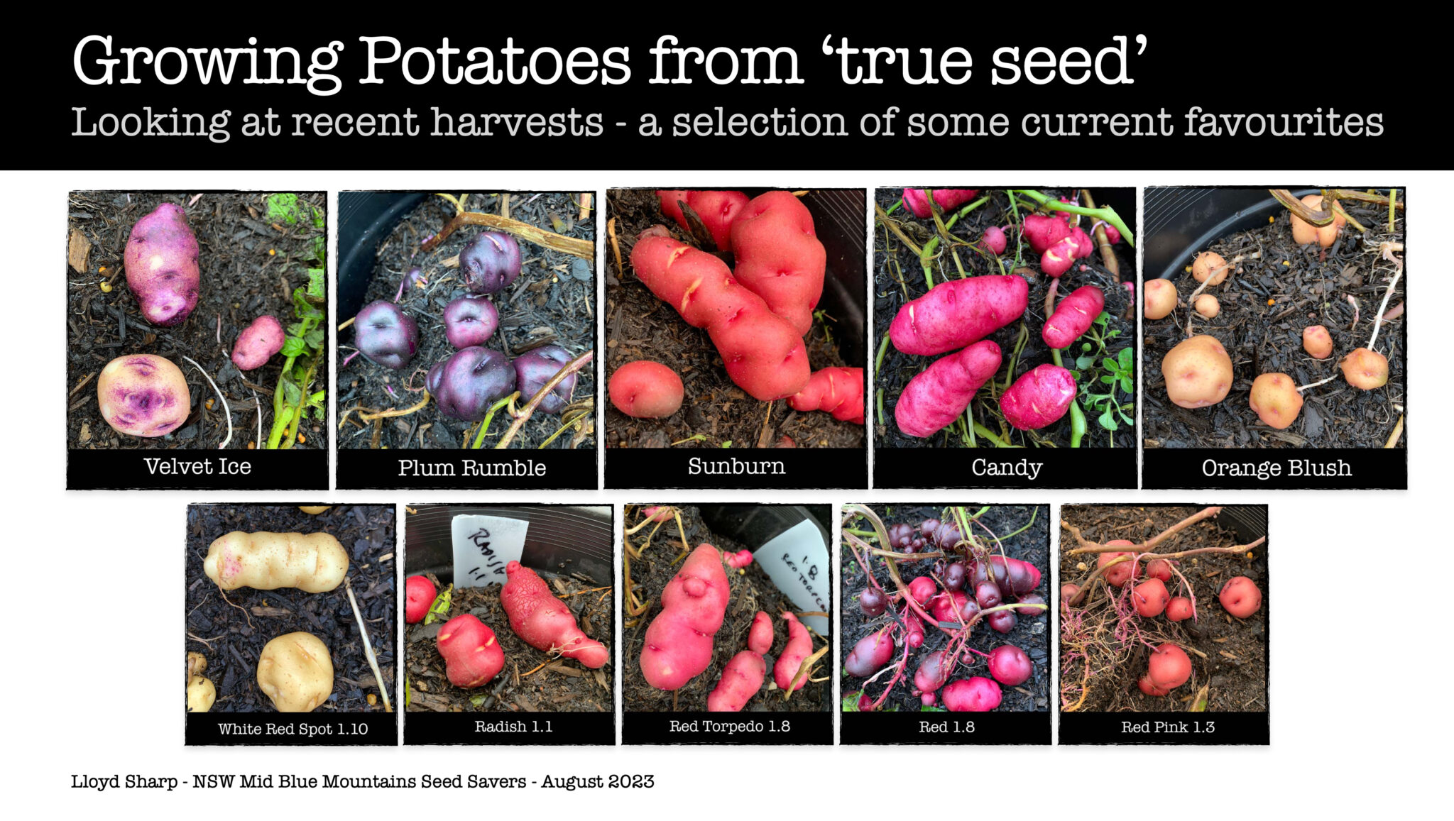 True Potato Seed TPS project talk – Seed Savers Connect