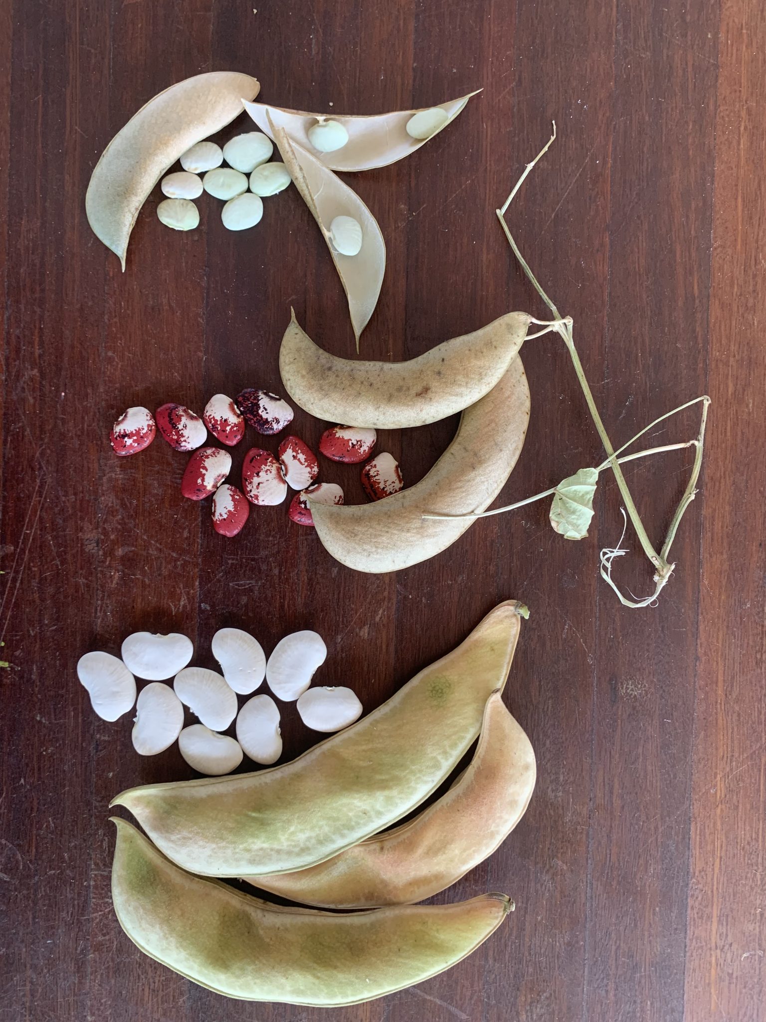Lima Bean – Seed Savers Connect