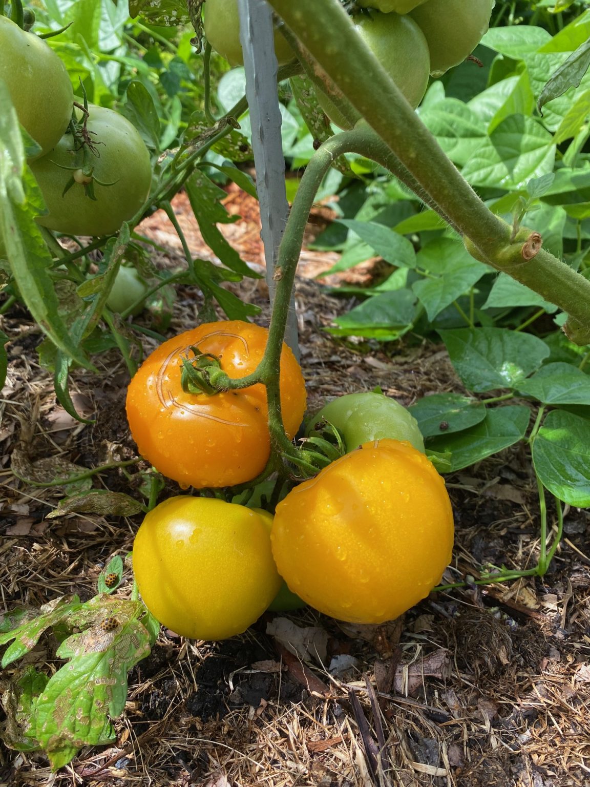 Zloty Ozarowski – Seed Savers Connect