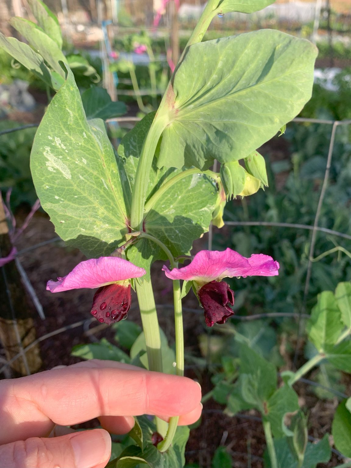 Veronica Wallace – Seed Savers Connect