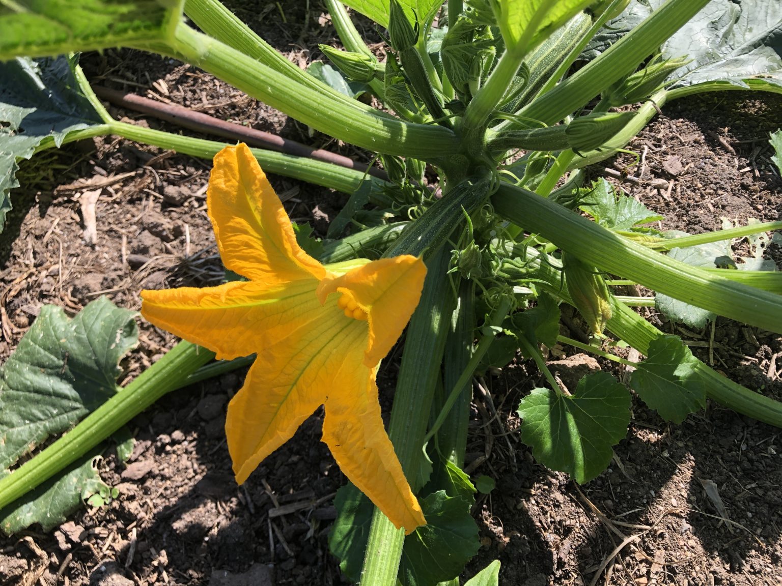 Cocozelle – Seed Savers Connect