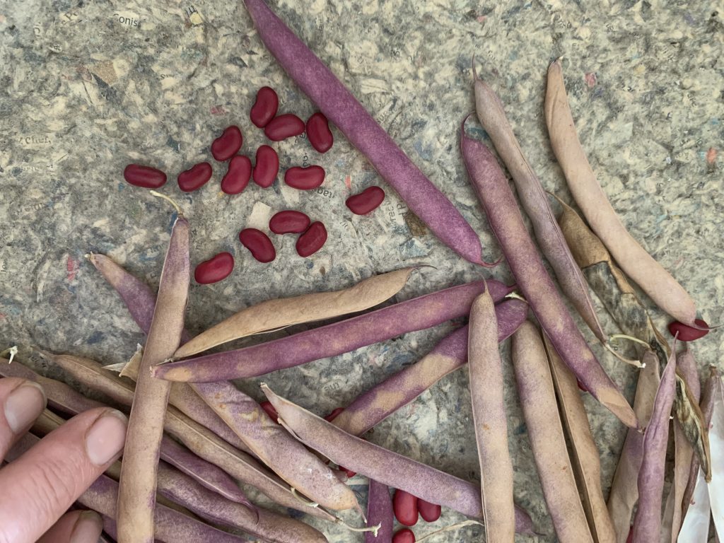 Red Silk – Seed Savers Connect