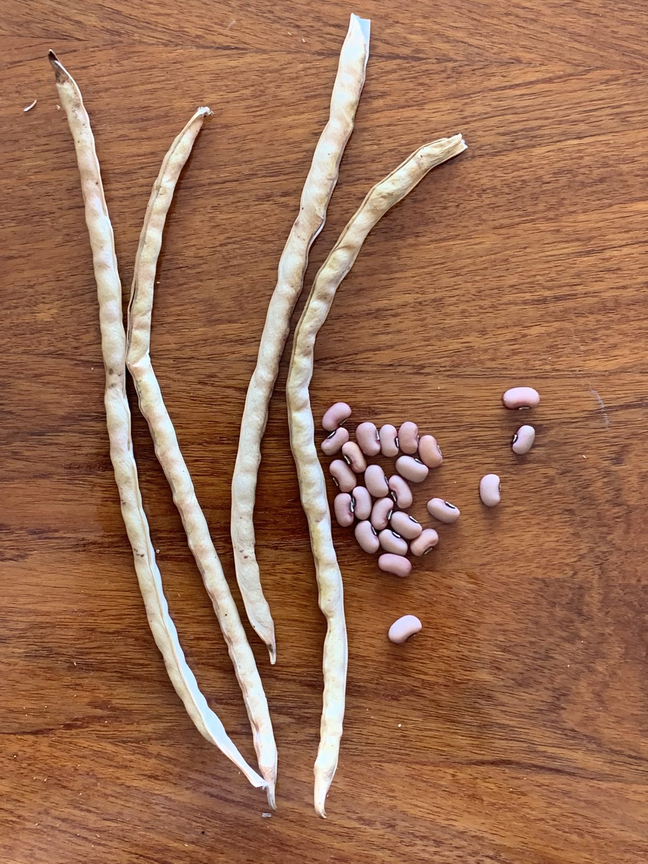 Cowpea and Snake Bean – Seed Savers Connect