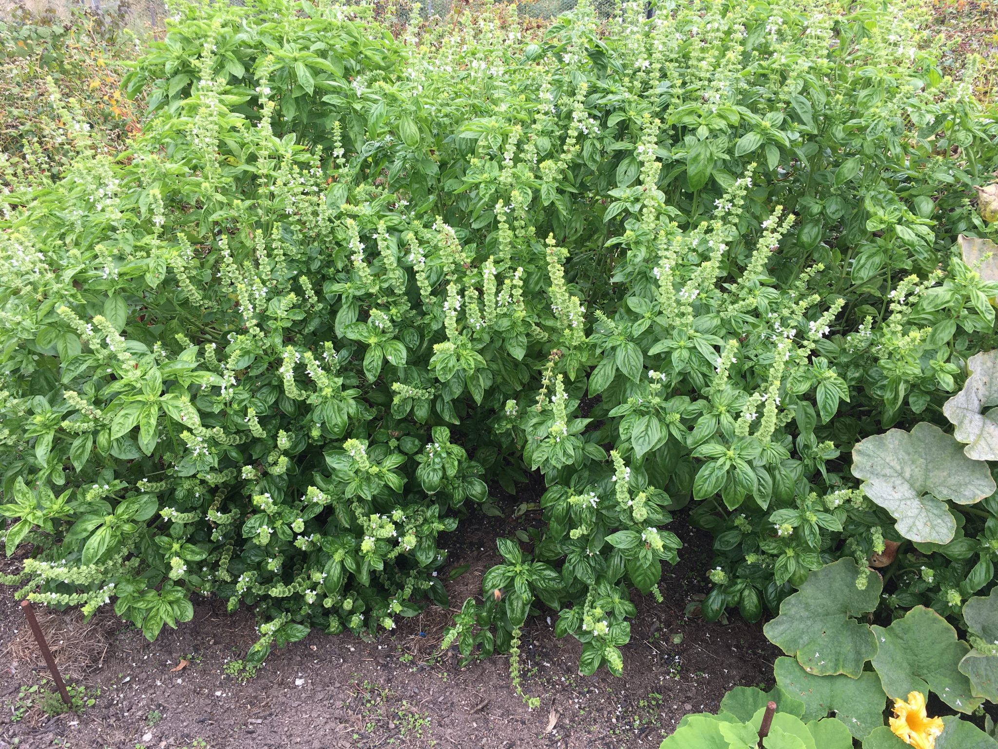 Basil – Seed Savers Connect