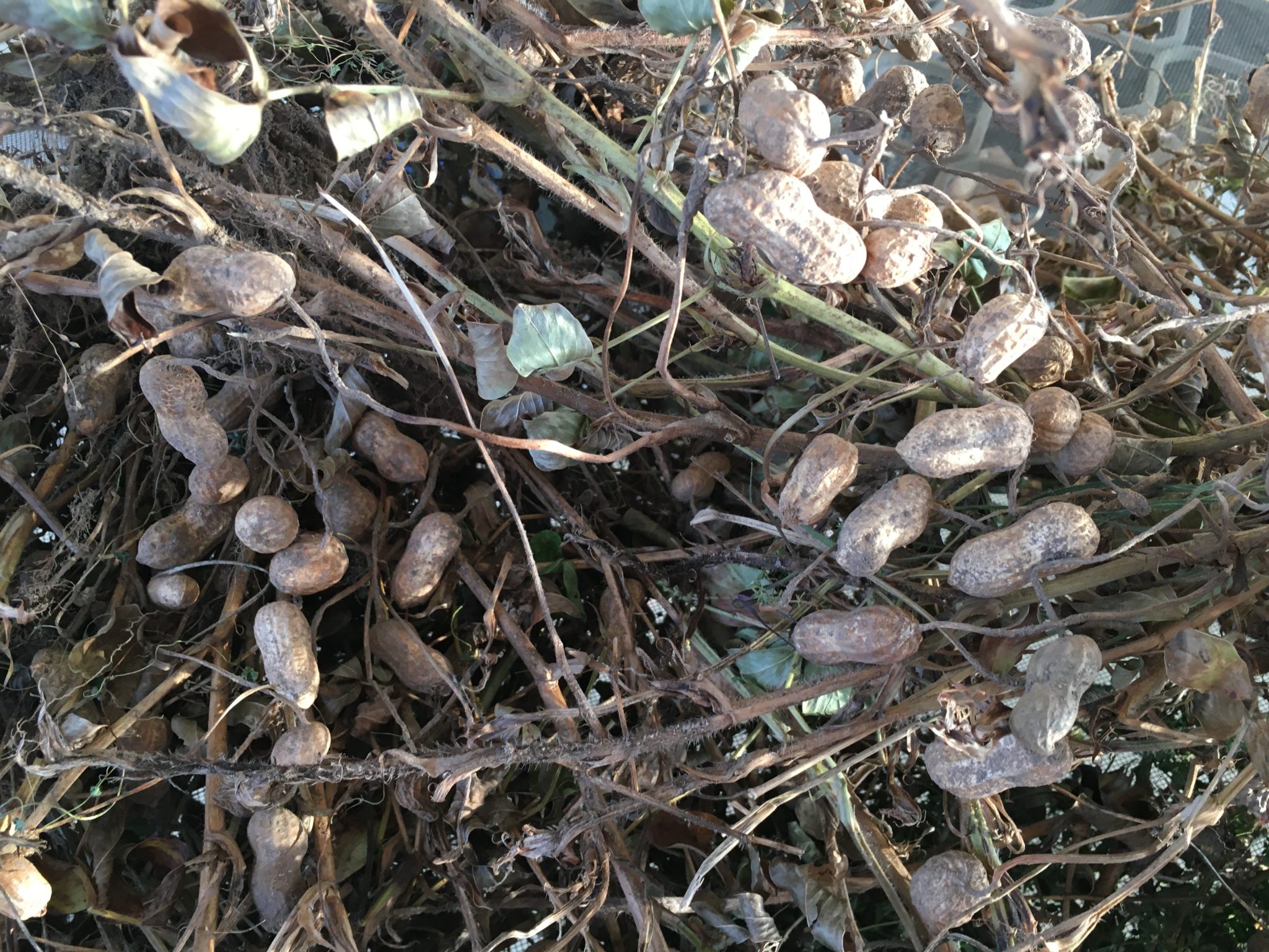 Peanut – Seed Savers Connect