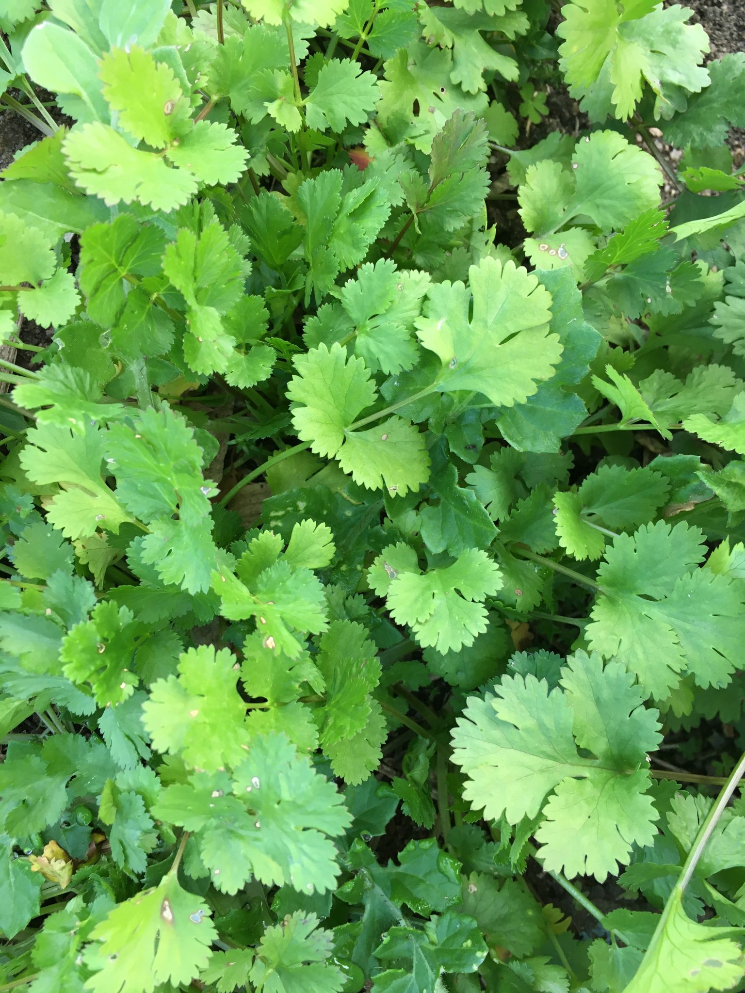 Coriander – Seed Savers Connect