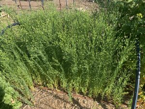 Linseed – Seed Savers Connect