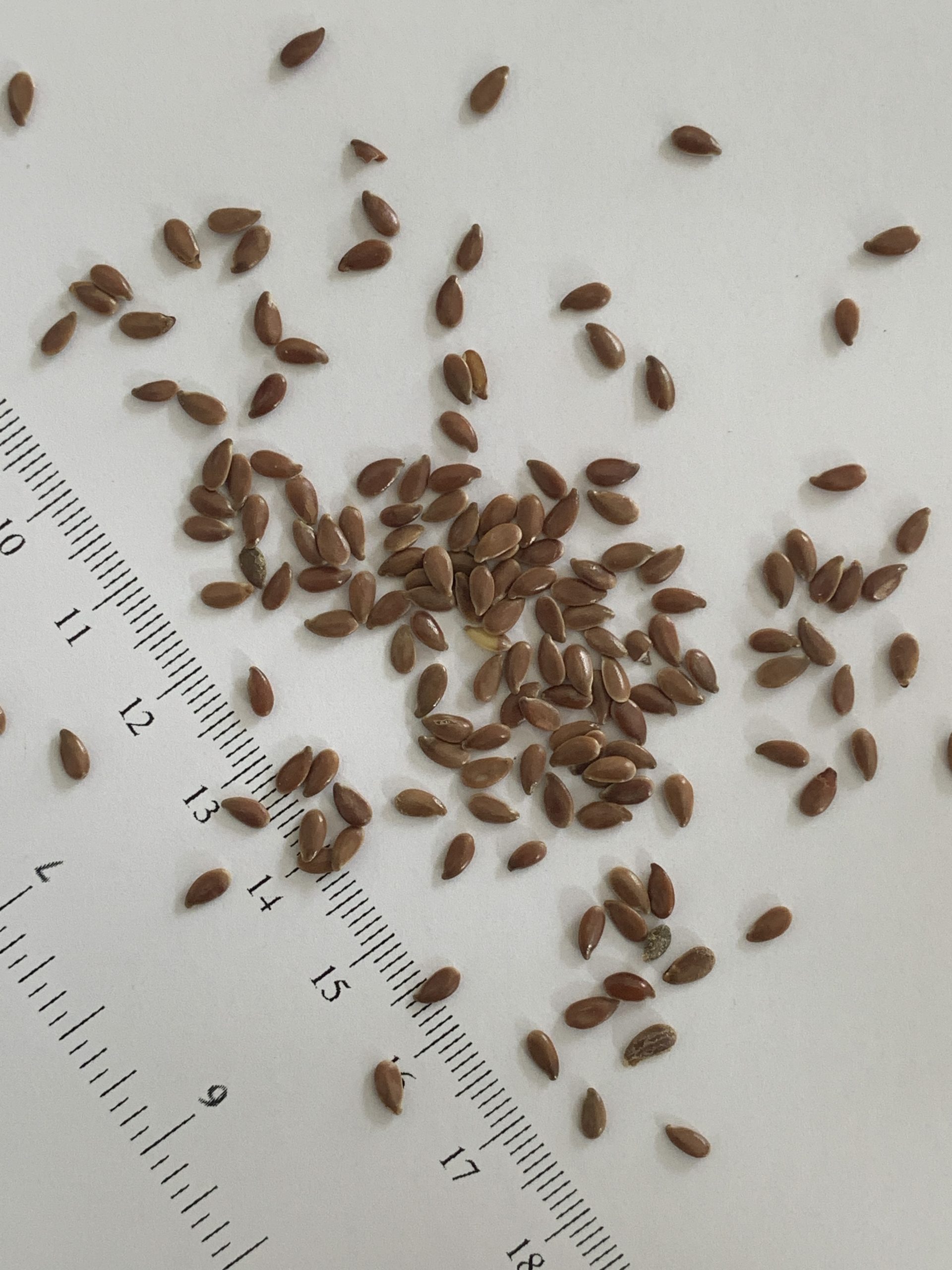 Linseed – Seed Savers Connect