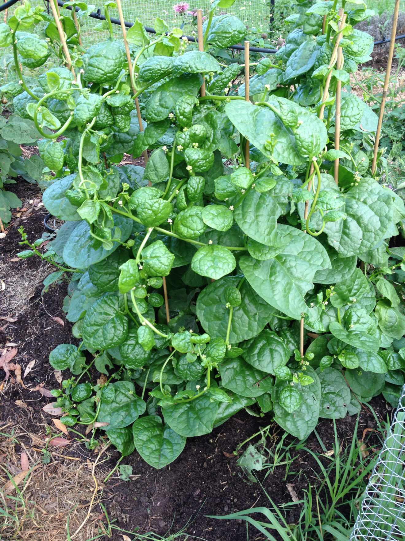 Basella – Seed Savers Connect