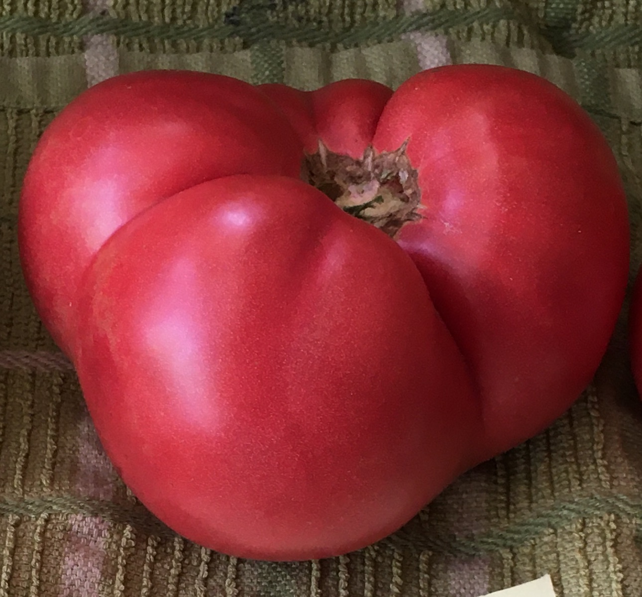 Coorong Pink – Seed Savers Connect