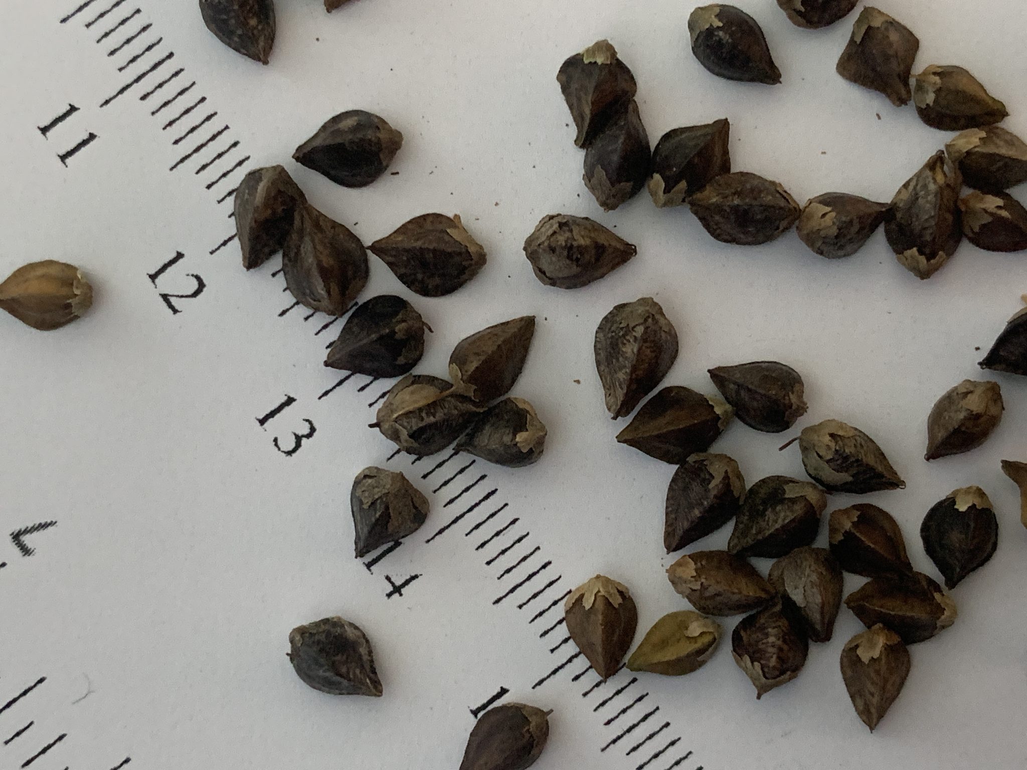 Buckwheat – Seed Savers Connect