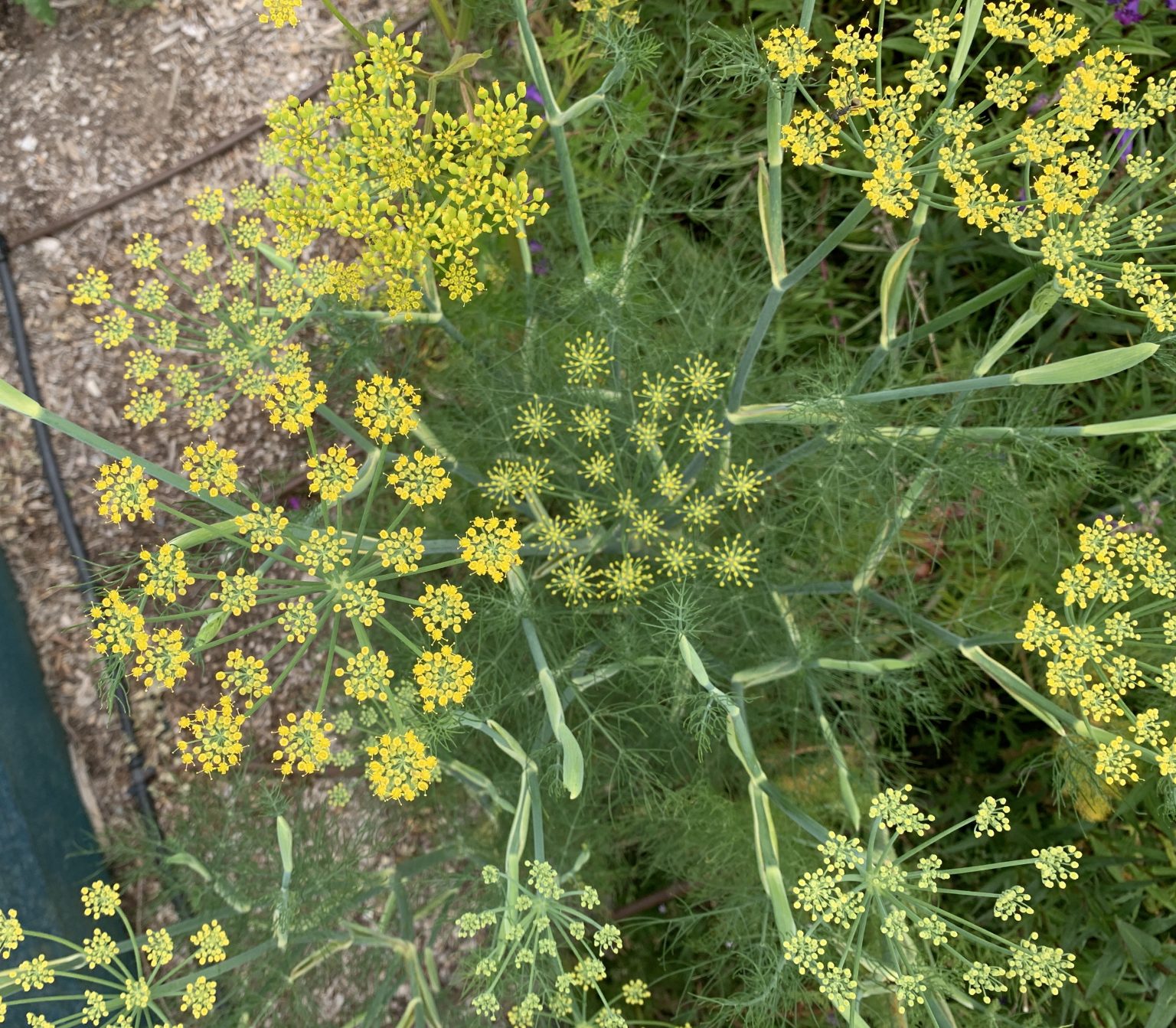 Fennel – Seed Savers Connect