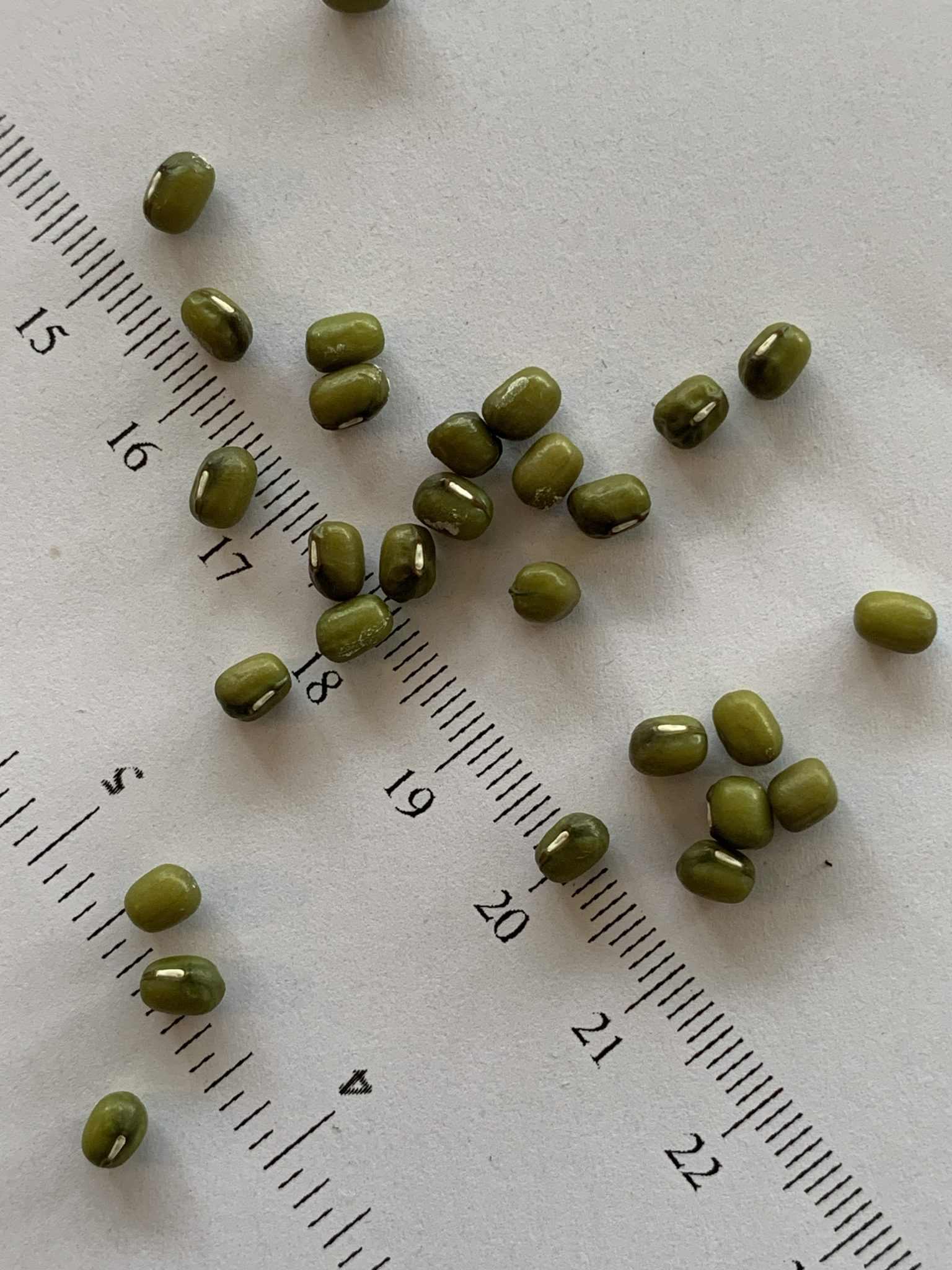 Mung Bean – Seed Savers Connect