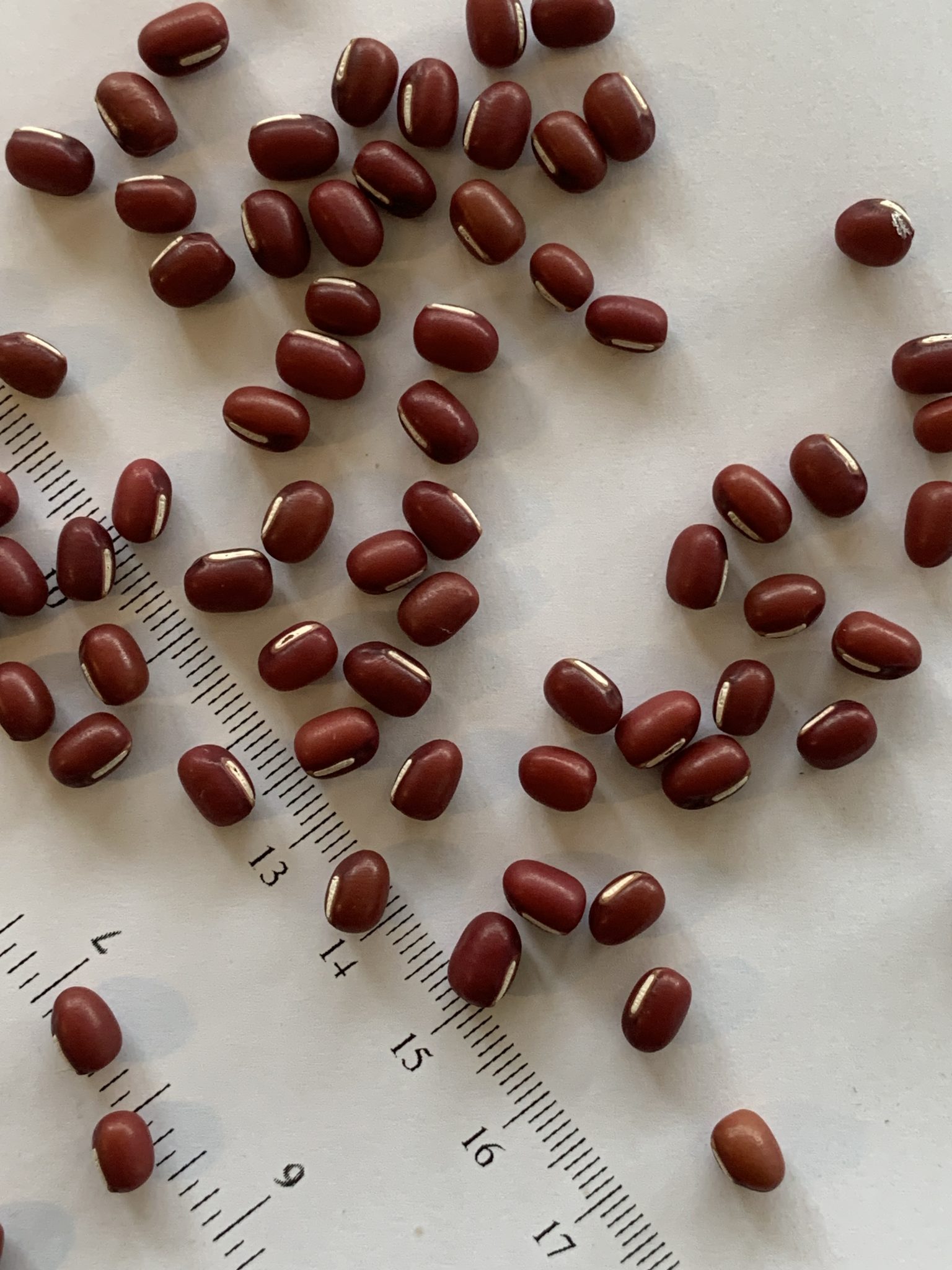 Adzuki Bean – Seed Savers Connect